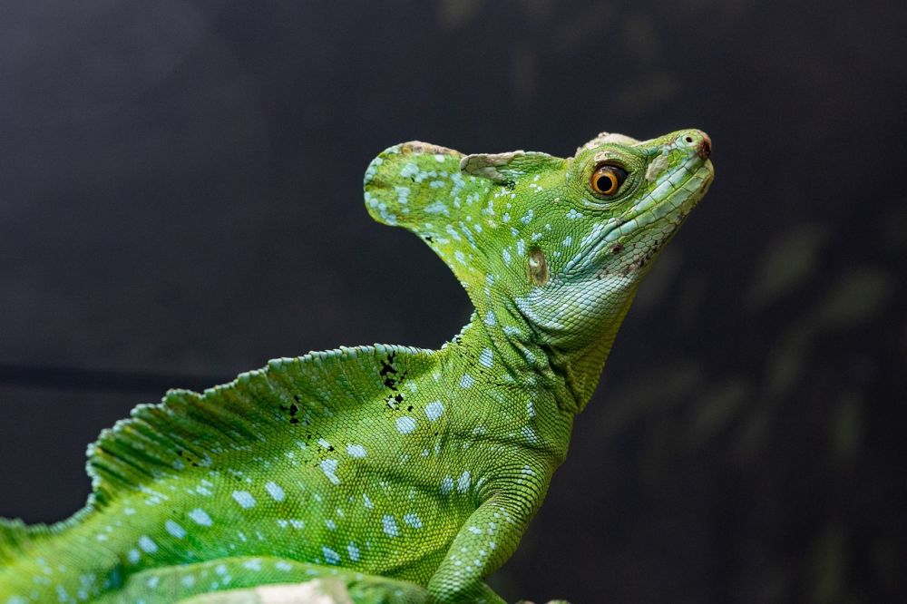 Korsning mellan häst och zebra – En fascinerande hybrid