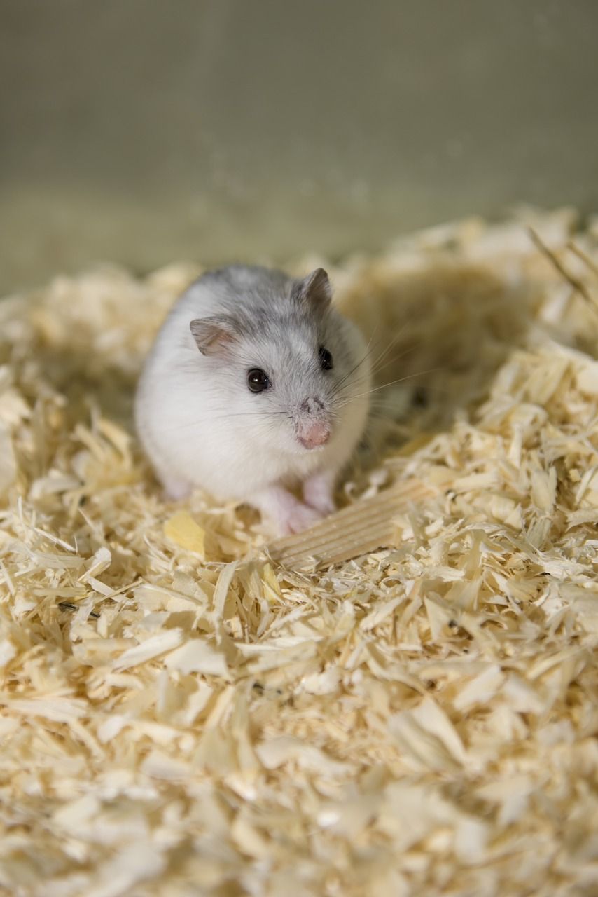 Arabian Hamster: A Comprehensive Overview