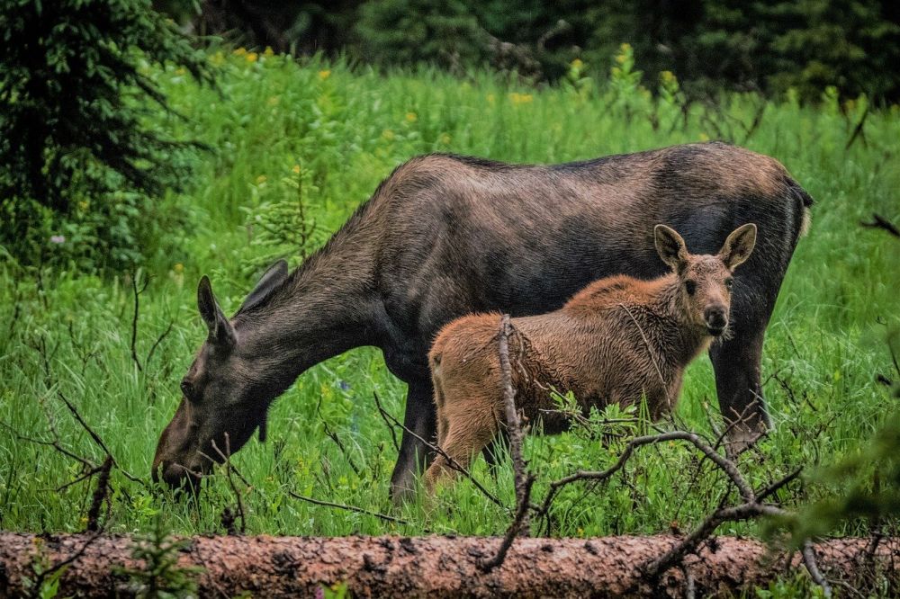Elchsafari: ett äventyr i Sveriges sköna natur